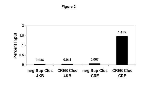 ChIPAb+ CREB - ChIP Validated Antibody and Primer Set, rabbit ...